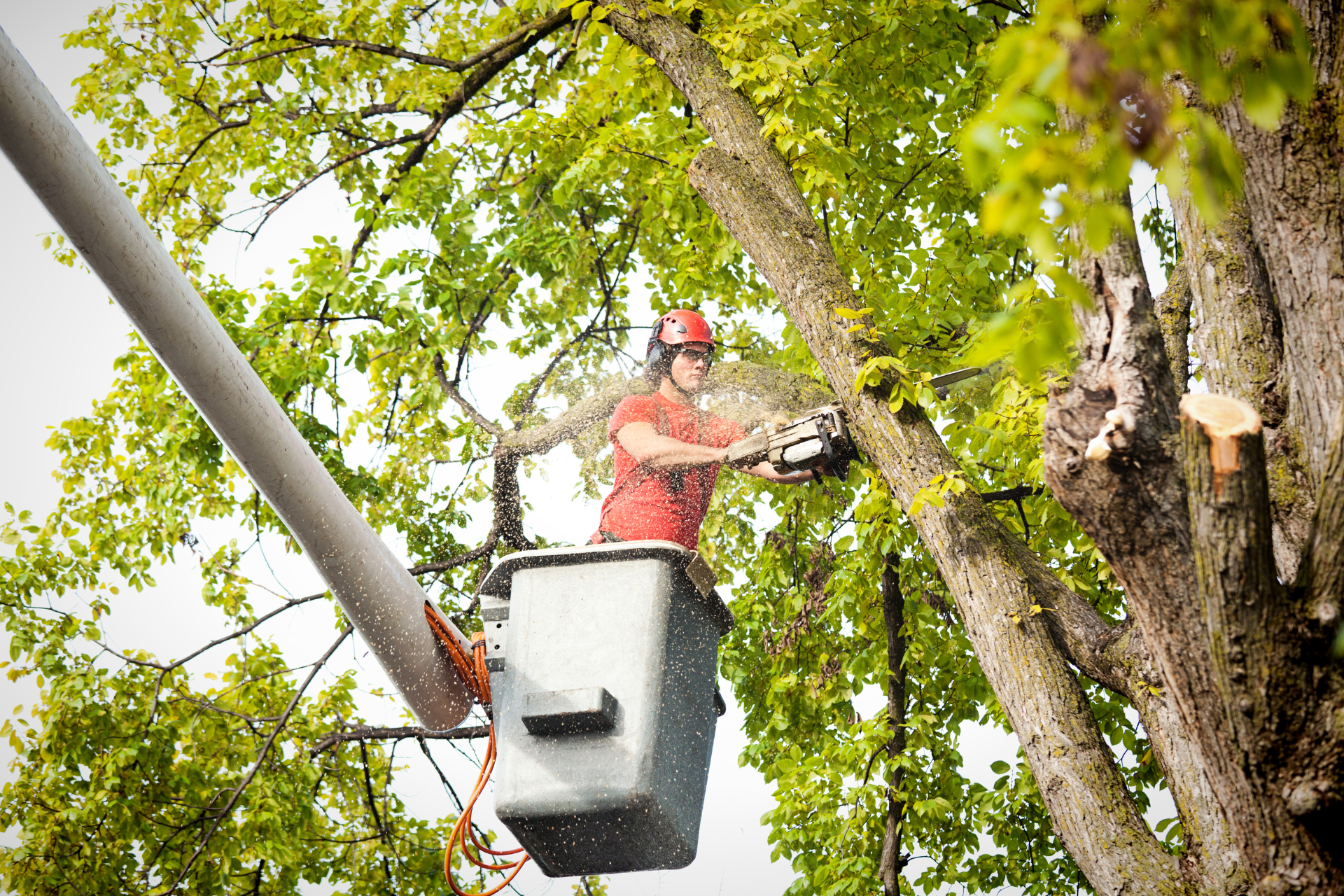 The Best Tree Service in Kelowna